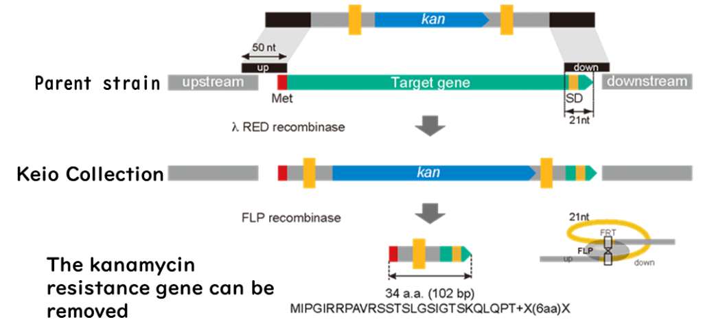 Keio Collection ｜ YU-RC for Thermotolerant Microbial Resources