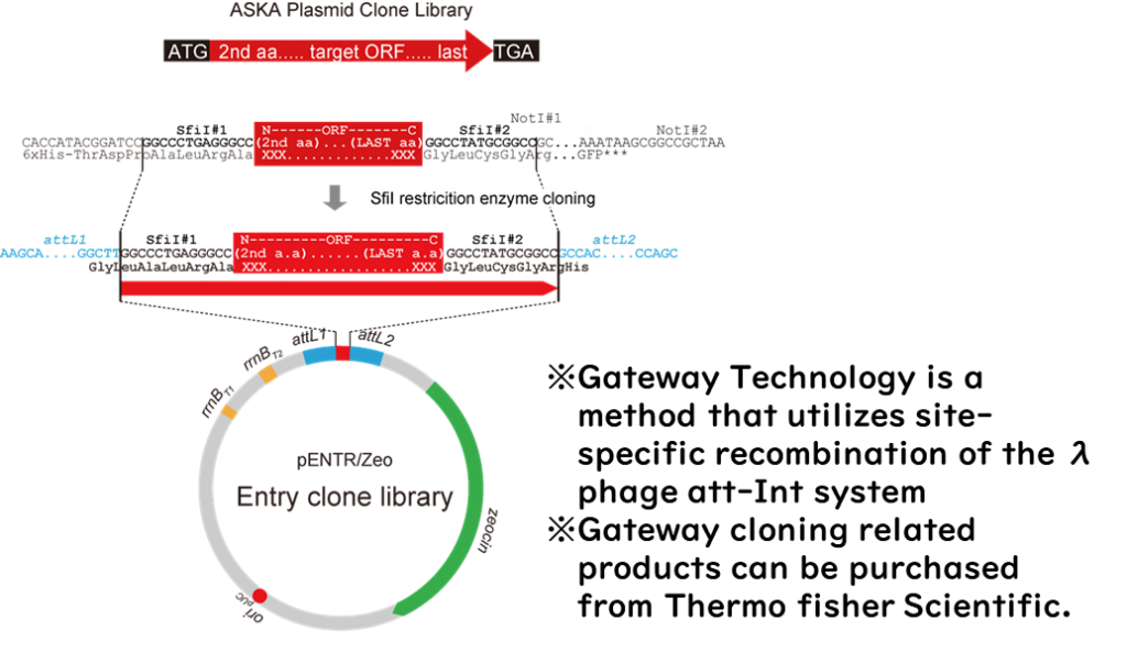 Gateway Entry Clone library ｜ YU-RC for Thermotolerant Microbial Resources